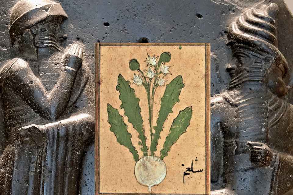 Kubbat Ḥamuḍ Shalgham: Turnip and Swiss Chard Chowder, Iraqi Style, by ...